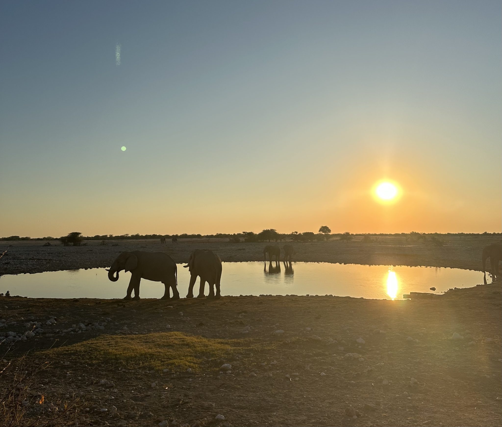 エトーシャ国立公園を巡る ナミビア編 Part4 | 旅人ドクターの日記